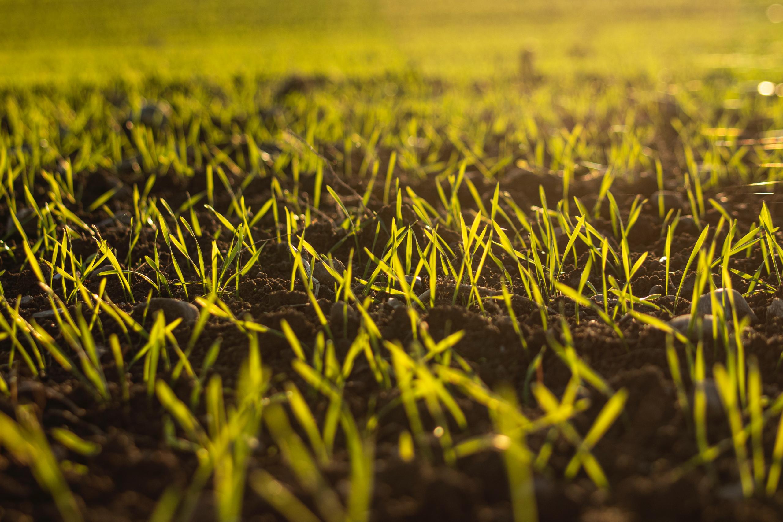 Gama Power - Norofert Group